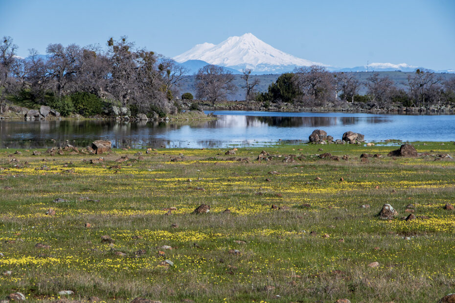 Hog Lake Plateau Field Trip (SEA + CNPS) - EcoShasta | S.E.A.