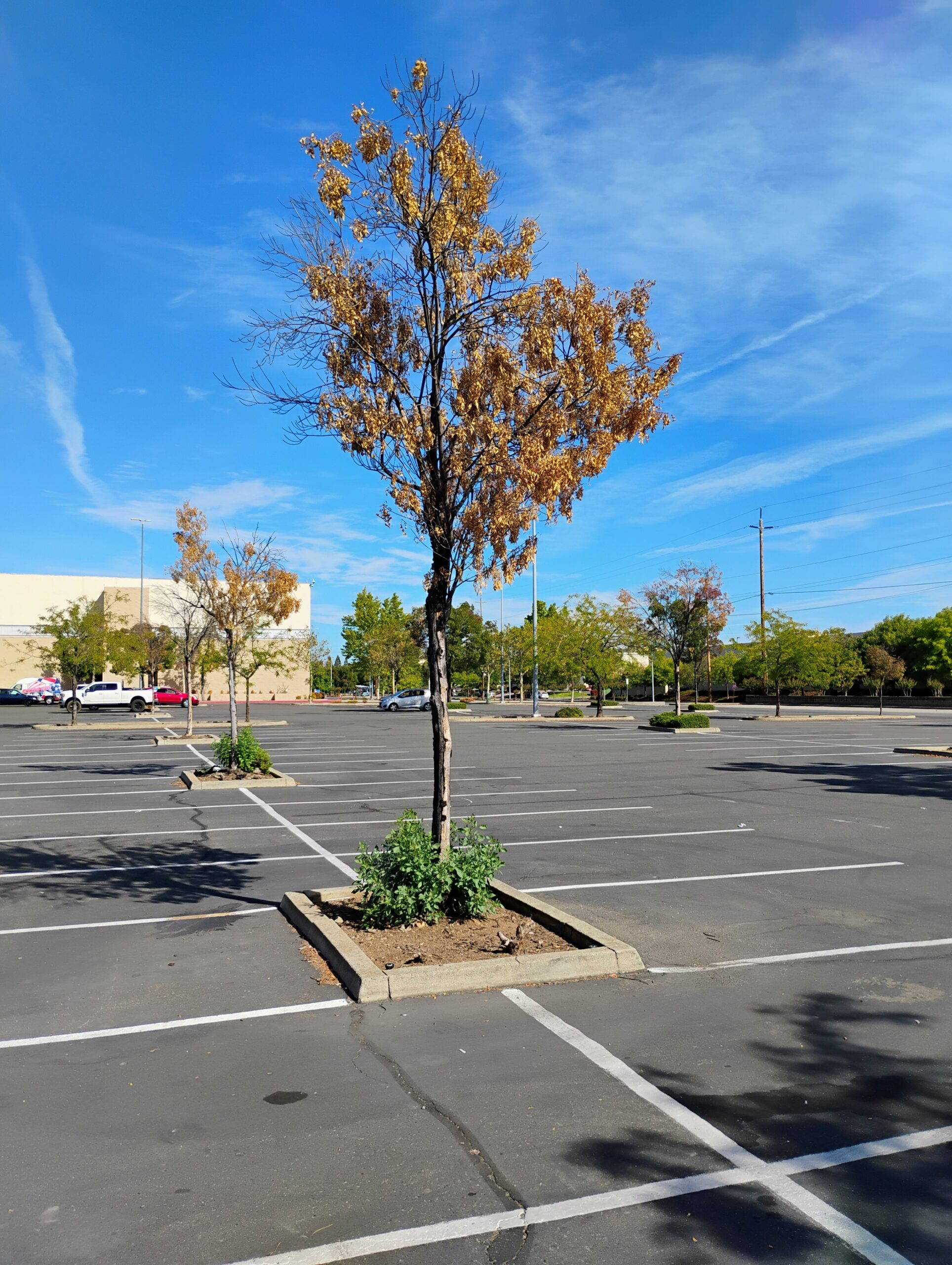 Trees Dying in the Mt. Shasta Mall Parking Lot - EcoShasta | S.E.A.